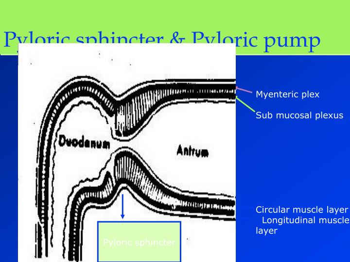 PPT - Digestive Physiology PowerPoint Presentation - ID:3755584