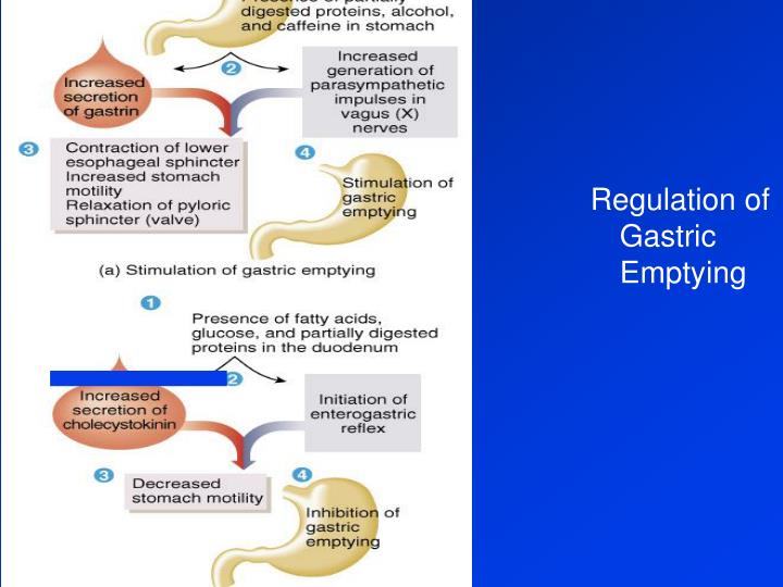 PPT - Digestive Physiology PowerPoint Presentation - ID:3755584