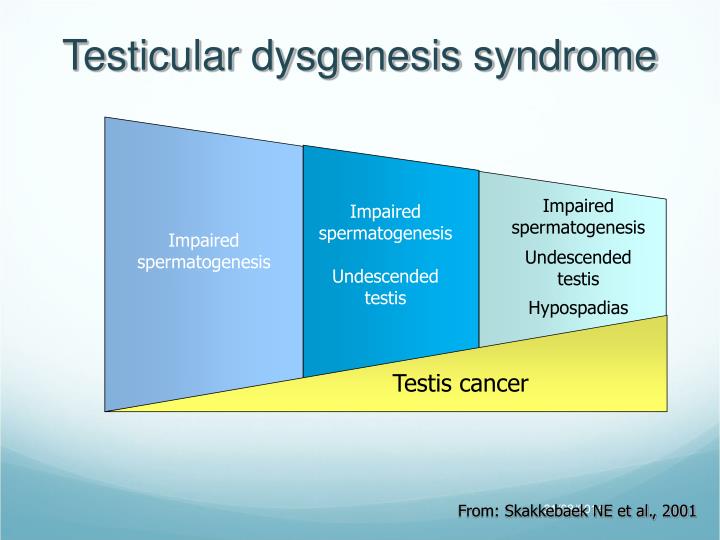 Ppt Testiculos Habet Et Bene Pendentes Powerpoint Presentation Id