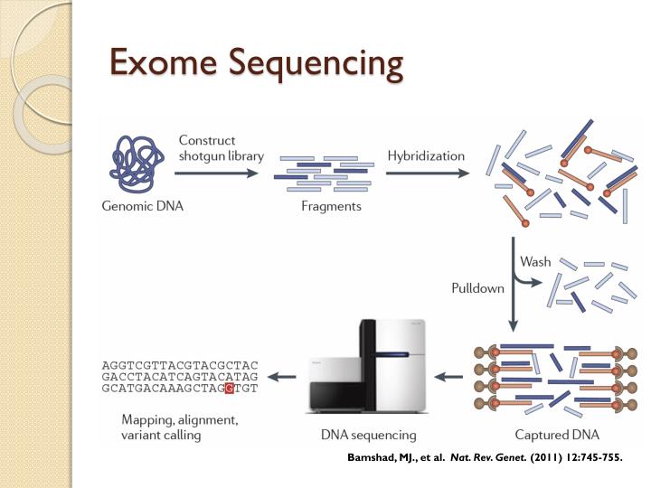 PPT - Exome Sequencing as Molecular Diagnostic Tool of Mendelian ...