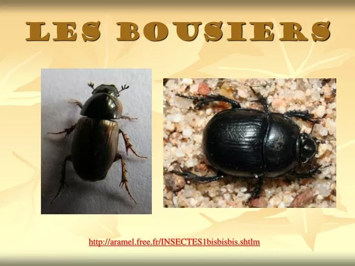 PPT - LES BOUSIERS PowerPoint Presentation, free download - ID:3757170