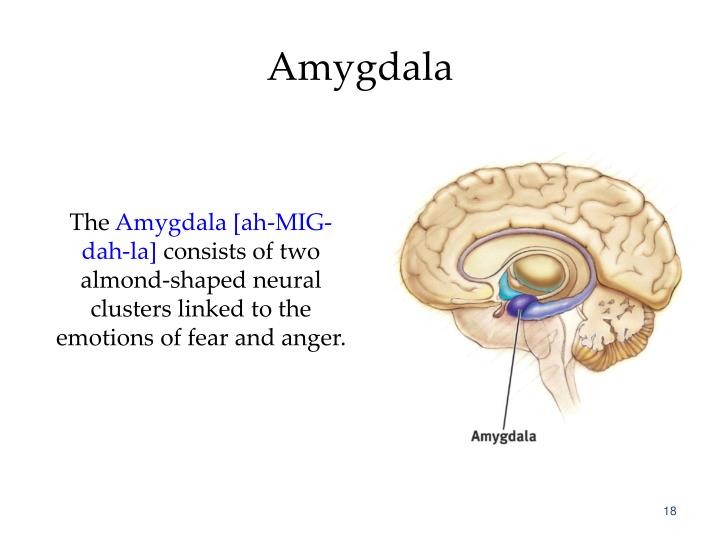 PPT - Neuroscience and Behavior Chapter 2 PowerPoint Presentation - ID ...
