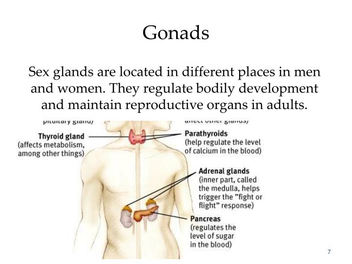Gonads Meaning