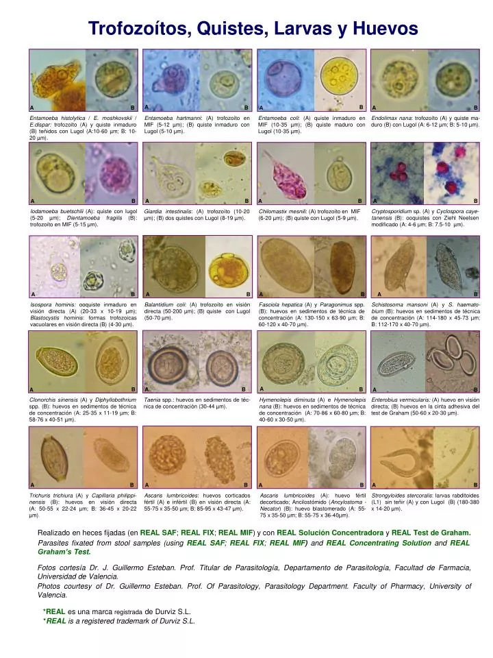 PPT - Entamoeba hartmanni : (A) trofozoíto en MIF (5-12 µm); (B) quiste ...