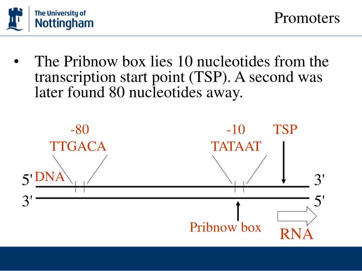 PPT - Transcription in Prokaryotes PowerPoint Presentation - ID:3757934