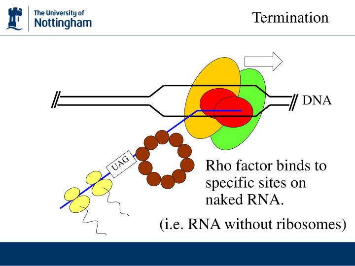 PPT - Transcription in Prokaryotes PowerPoint Presentation - ID:3757934