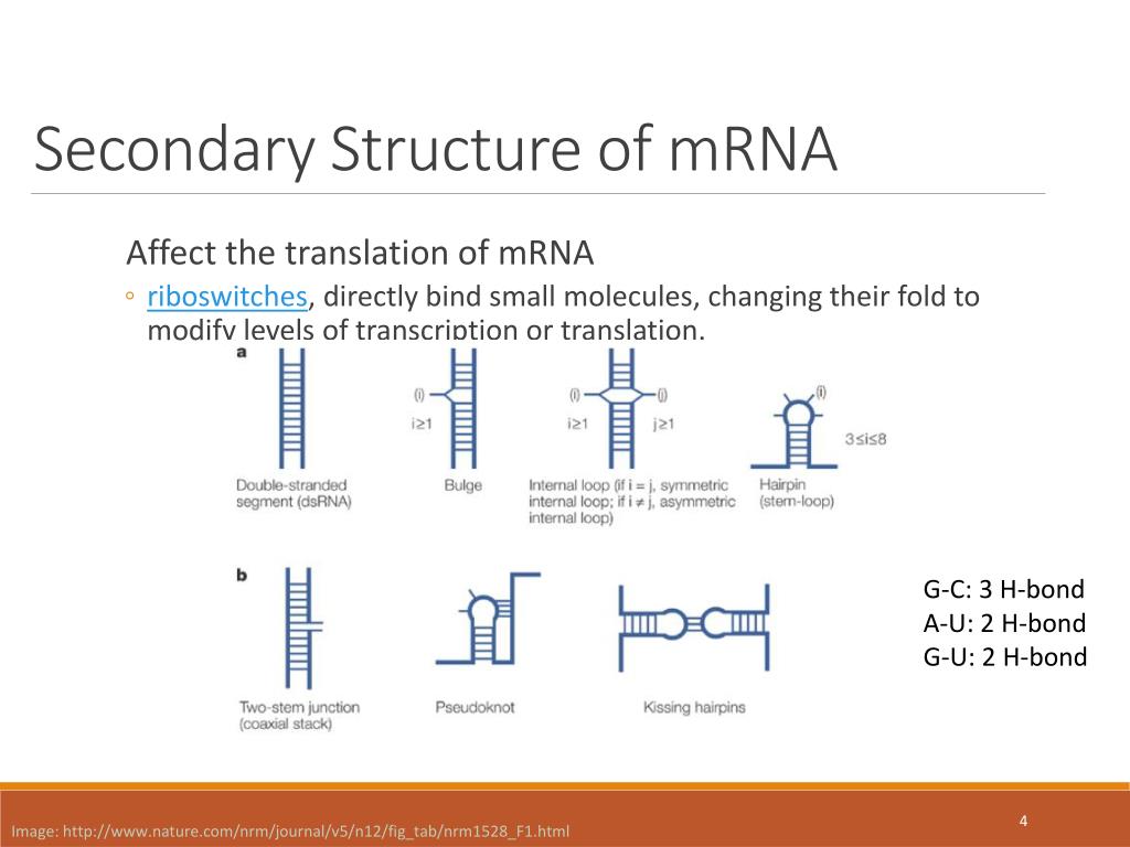 MRNA Secondary Structure MRNA Secondary Structure