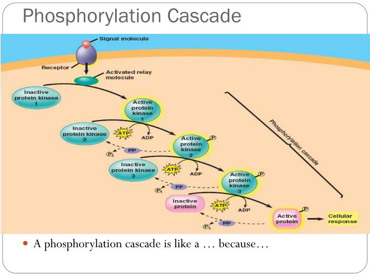 PPT - AP Biology PowerPoint Presentation - ID:3758172