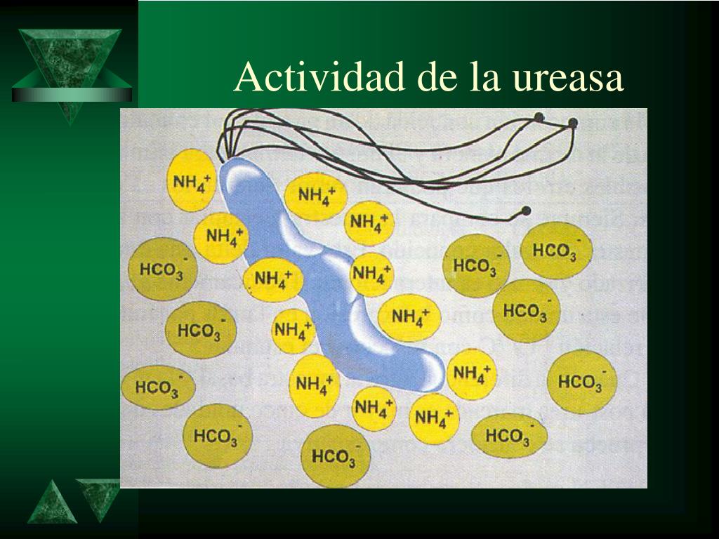 PPT - ISSSTE CMN “20 de Noviembre” Departamento de Cirugía Experimental ...