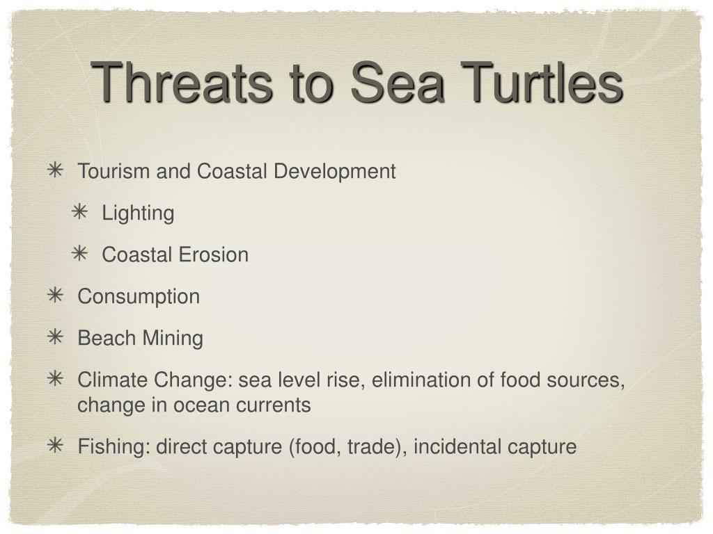 PPT - SHARED CONSERVATION, MANAGEMENT AND USE OF SEA TURTLES IN ...