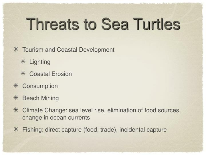 PPT - SHARED CONSERVATION, MANAGEMENT AND USE OF SEA TURTLES IN ...