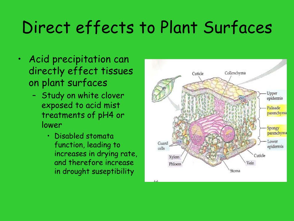PPT - Acid Rain and Effects on Plant Life PowerPoint Presentation, free ...
