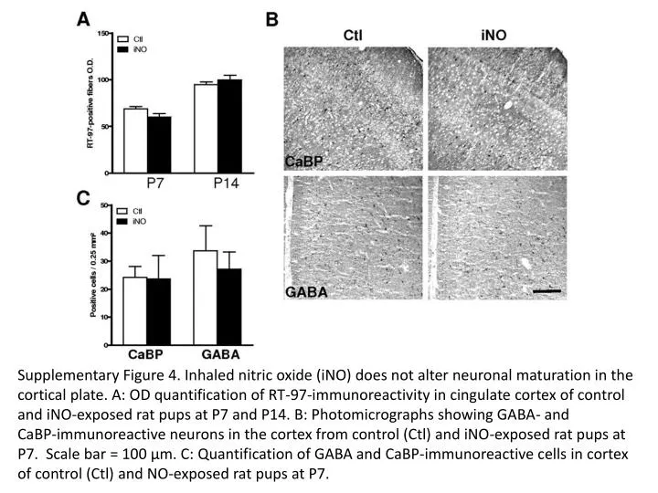 PPT - Supplementary Figure 4. Inhaled nitric oxide (iNO) does not alter ...