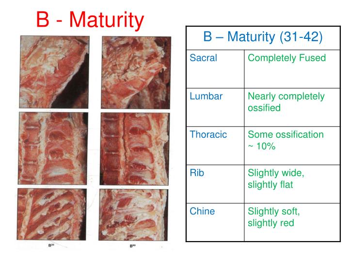 PPT - Beef Carcass and Primal Cuts Placing PowerPoint Presentation - ID ...