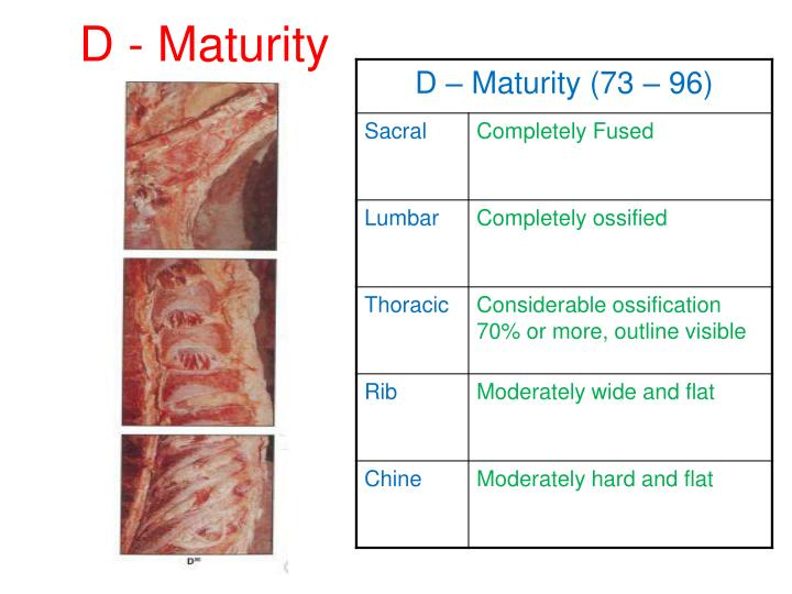 PPT - Beef Carcass and Primal Cuts Placing PowerPoint Presentation - ID ...