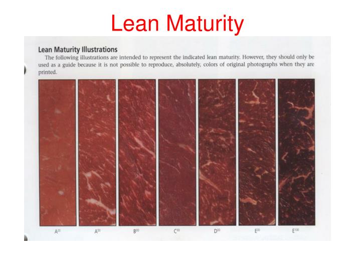 PPT - Beef Carcass and Primal Cuts Placing PowerPoint Presentation - ID ...