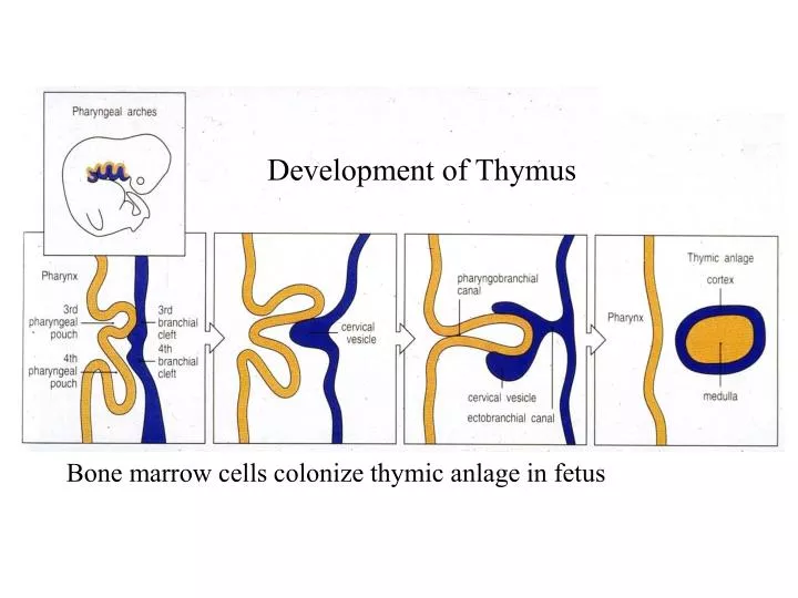 PPT - Development of Thymus PowerPoint Presentation, free download - ID:3762483