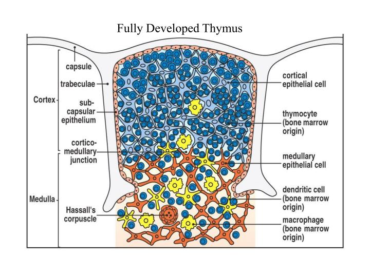 Ppt Development Of Thymus Powerpoint Presentation Id3762483