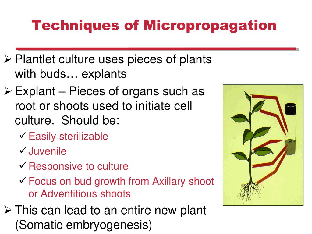 PPT - Plant and Mammalian Tissue Culture PowerPoint Presentation, free ...