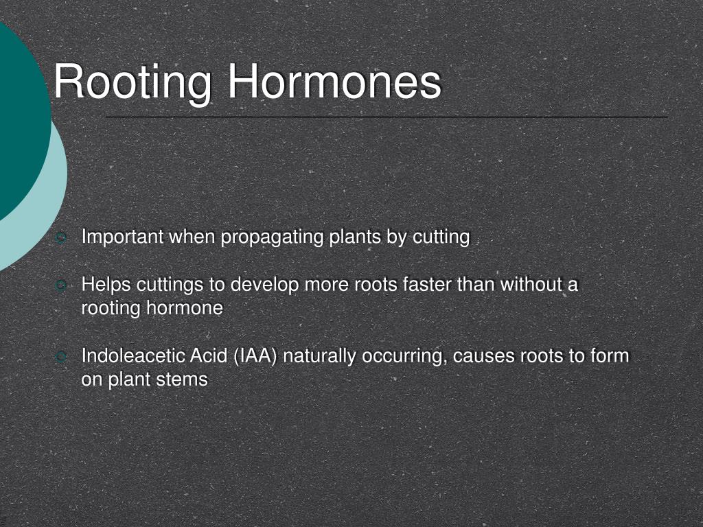 PPT - Growth Stimulants, Retardants, and Rooting Hormones PowerPoint ...