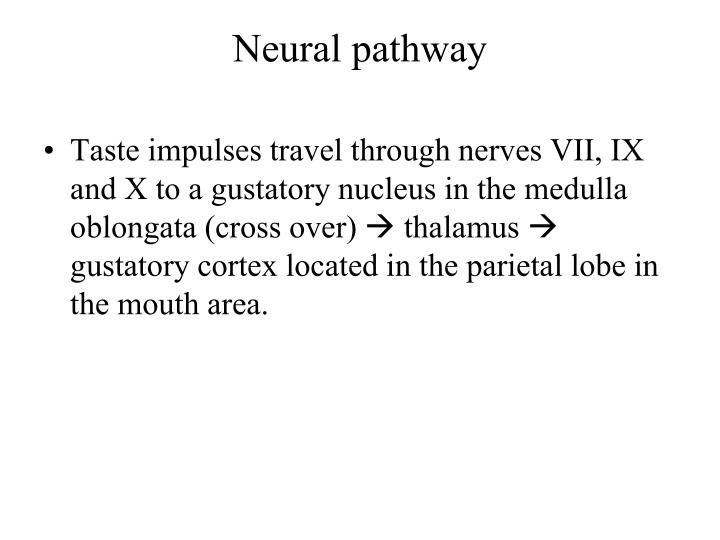 PPT - The Chemical Senses: Gustatory, Visceral Afferents and Olfactory ...