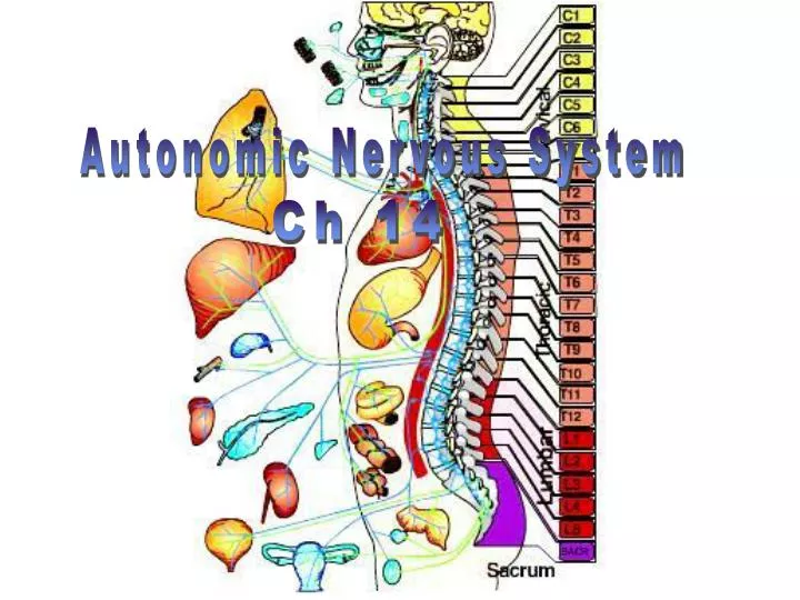 PPT - Autonomic Nervous System PowerPoint Presentation, free download ...