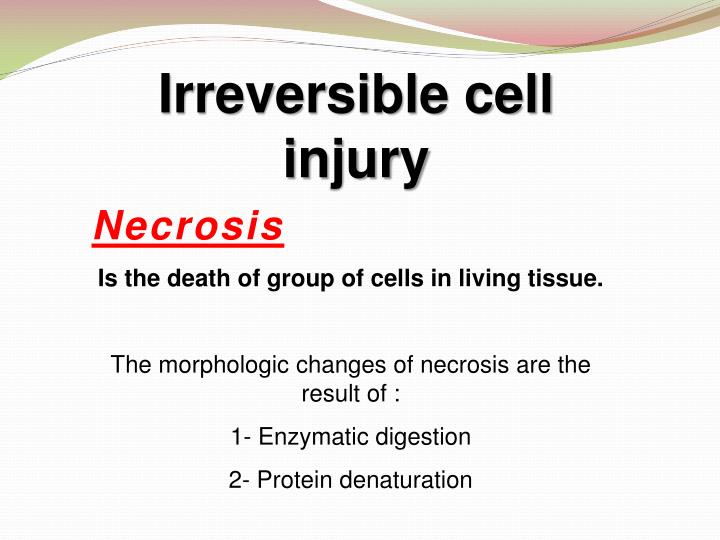 PPT - Cell injury PowerPoint Presentation - ID:3767783