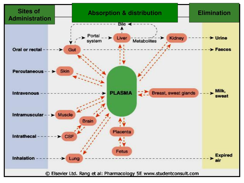 PPT - General pharmacology ( Pharmacokinetics; drug and administration ...