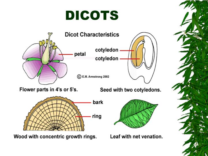 PPT - KINGDOM PLANTAE PowerPoint Presentation - ID:3769544