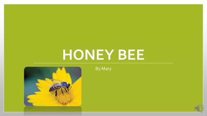 PPT - Honey bee PowerPoint Presentation, free download - ID:3769569