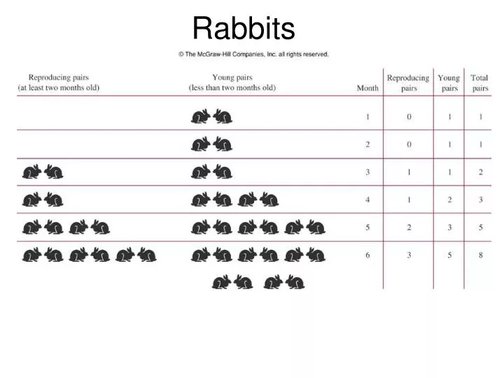 PPT - Rabbits PowerPoint Presentation, free download - ID:3769766