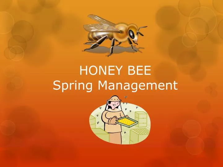 PPT - HONEY BEE Spring Management PowerPoint Presentation, free ...