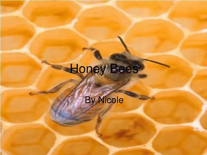 PPT - Honey Bees PowerPoint Presentation, free download - ID:3769894