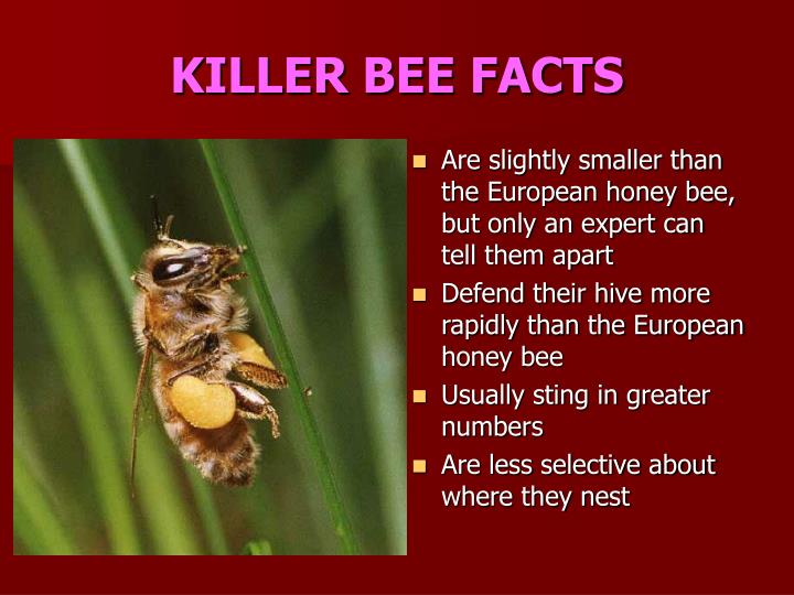 PPT - KILLER BEES PowerPoint Presentation - ID:3769901
