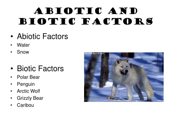 PPT - Tundra Biome PowerPoint Presentation - ID:3770315