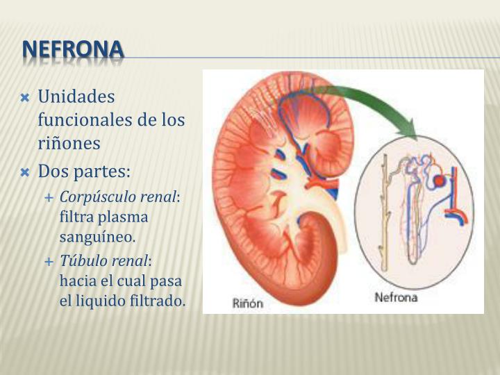 PPT - ANATOMÍA Y FISIOLOGÍA DEL RIÑÓN PowerPoint Presentation - ID:3771556