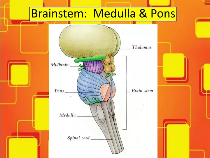 PPT - Brainstem: Medulla & Pons PowerPoint Presentation, free download ...