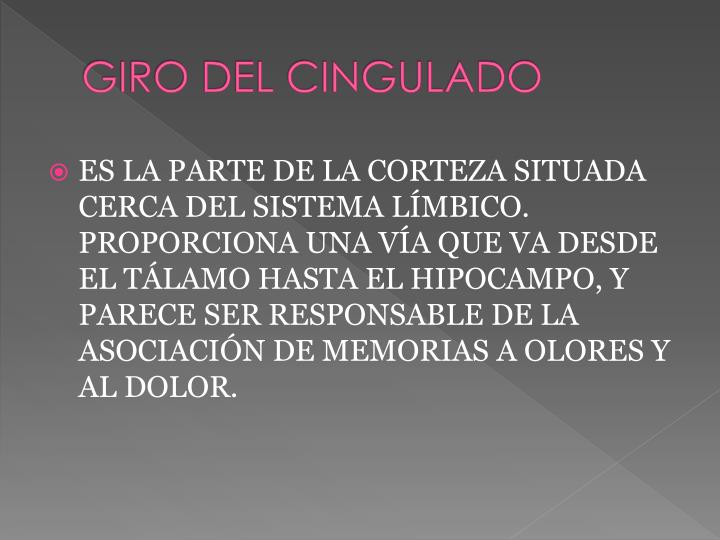 PPT - SISTEMA LIMBICO PowerPoint Presentation - ID:3772273