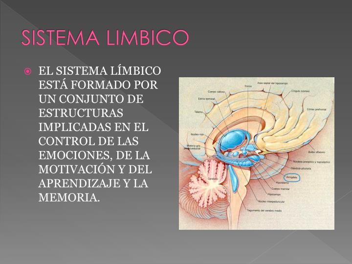 PPT - SISTEMA LIMBICO PowerPoint Presentation - ID:3772273