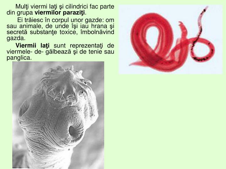 PPT - Celenterate PowerPoint Presentation - ID:3772326