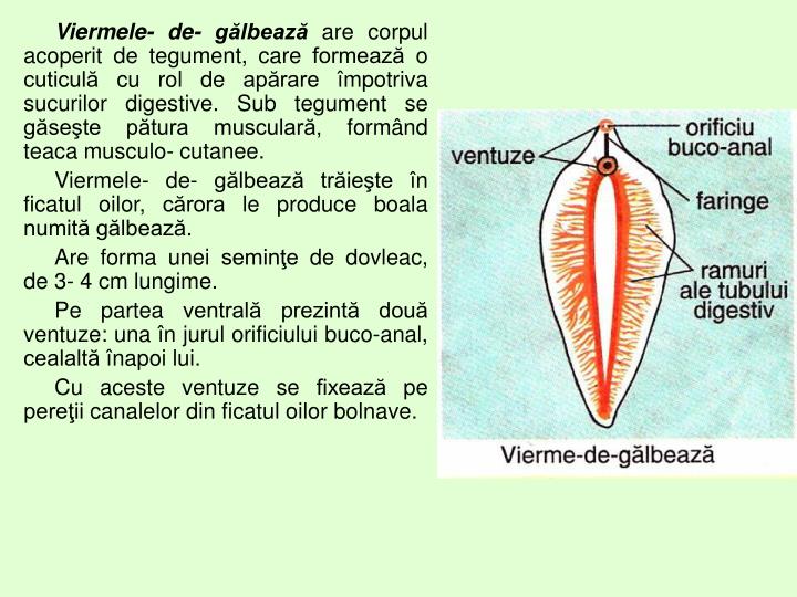 PPT - Celenterate PowerPoint Presentation - ID:3772326