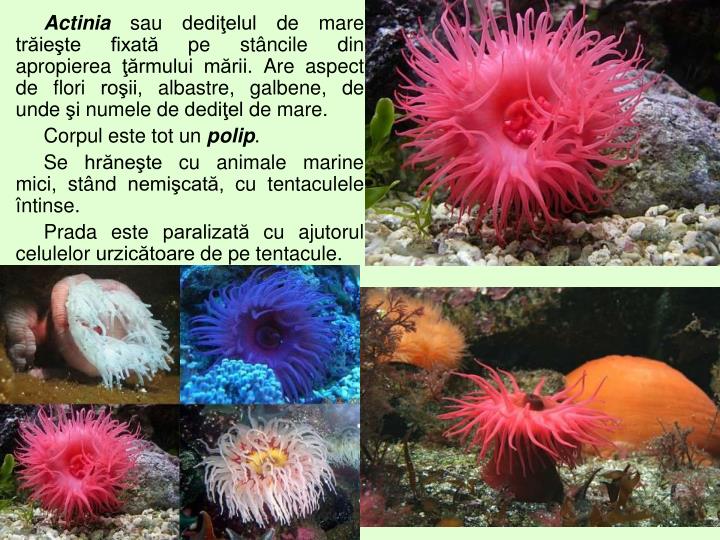 PPT - Celenterate PowerPoint Presentation - ID:3772326