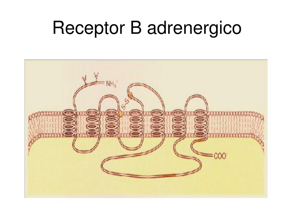 PPT - Neurobioquímica de la acetil colina y catecolaminas PowerPoint ...
