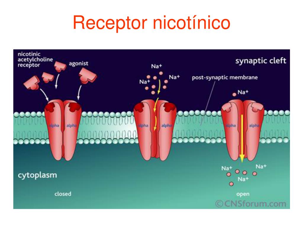 PPT - Neurobioquímica de la acetil colina y catecolaminas PowerPoint ... PPT - Neurobioquímica de la acetil colina y catecolaminas PowerPoint ...