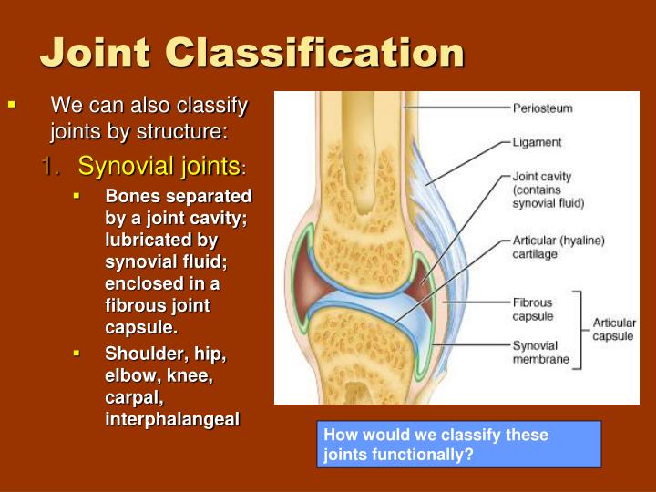 PPT - Joints! PowerPoint Presentation - ID:3772670