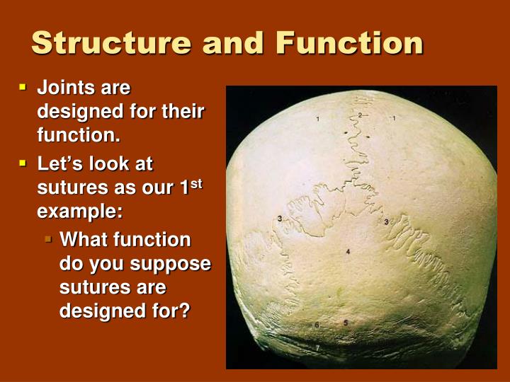 PPT - Joints! PowerPoint Presentation - ID:3772670