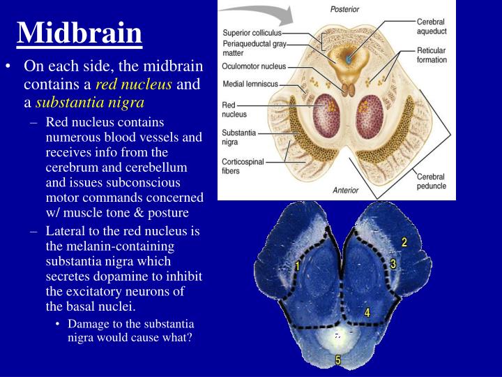 PPT - Brain Stem PowerPoint Presentation - ID:3772689