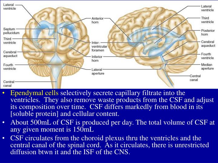 PPT - Brain Stem PowerPoint Presentation - ID:3772689