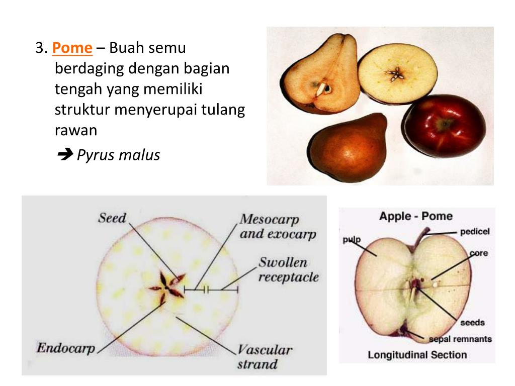 Ppt Struktur Bunga Buah Dan Biji Powerpoint Presentation Free