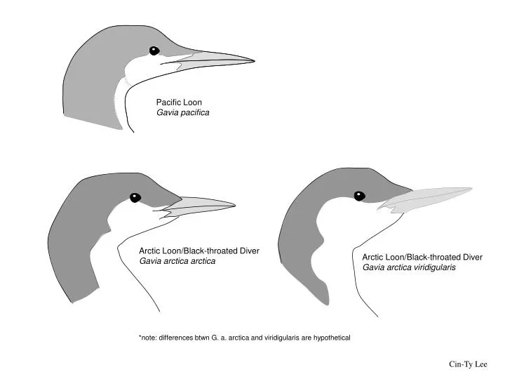 PPT - Cin-Ty Lee PowerPoint Presentation, free download - ID:3772918